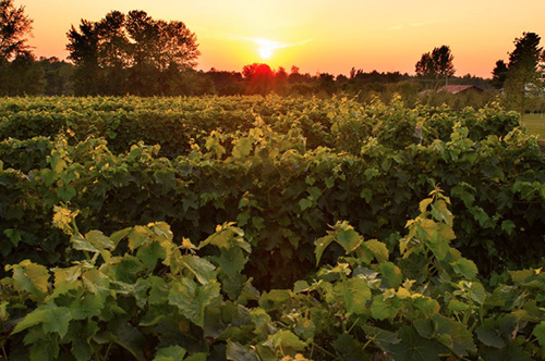 17 des meilleurs vignobles montérégiens :: Les meilleurs vignobles où ...